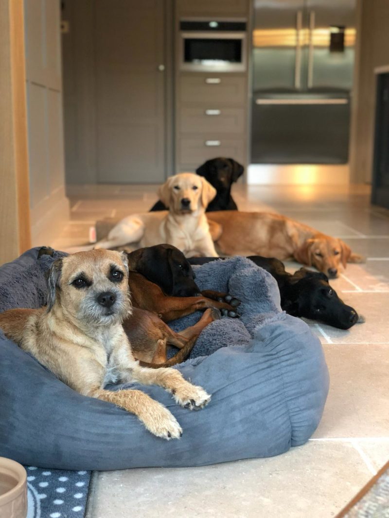 The Story Behind Ledbury Lodge Kennels - Ledbury Lodge Kennels