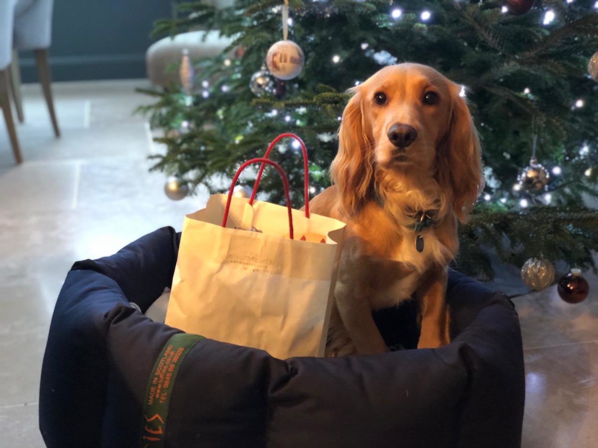 The Story Behind Ledbury Lodge Kennels - Ledbury Lodge Kennels